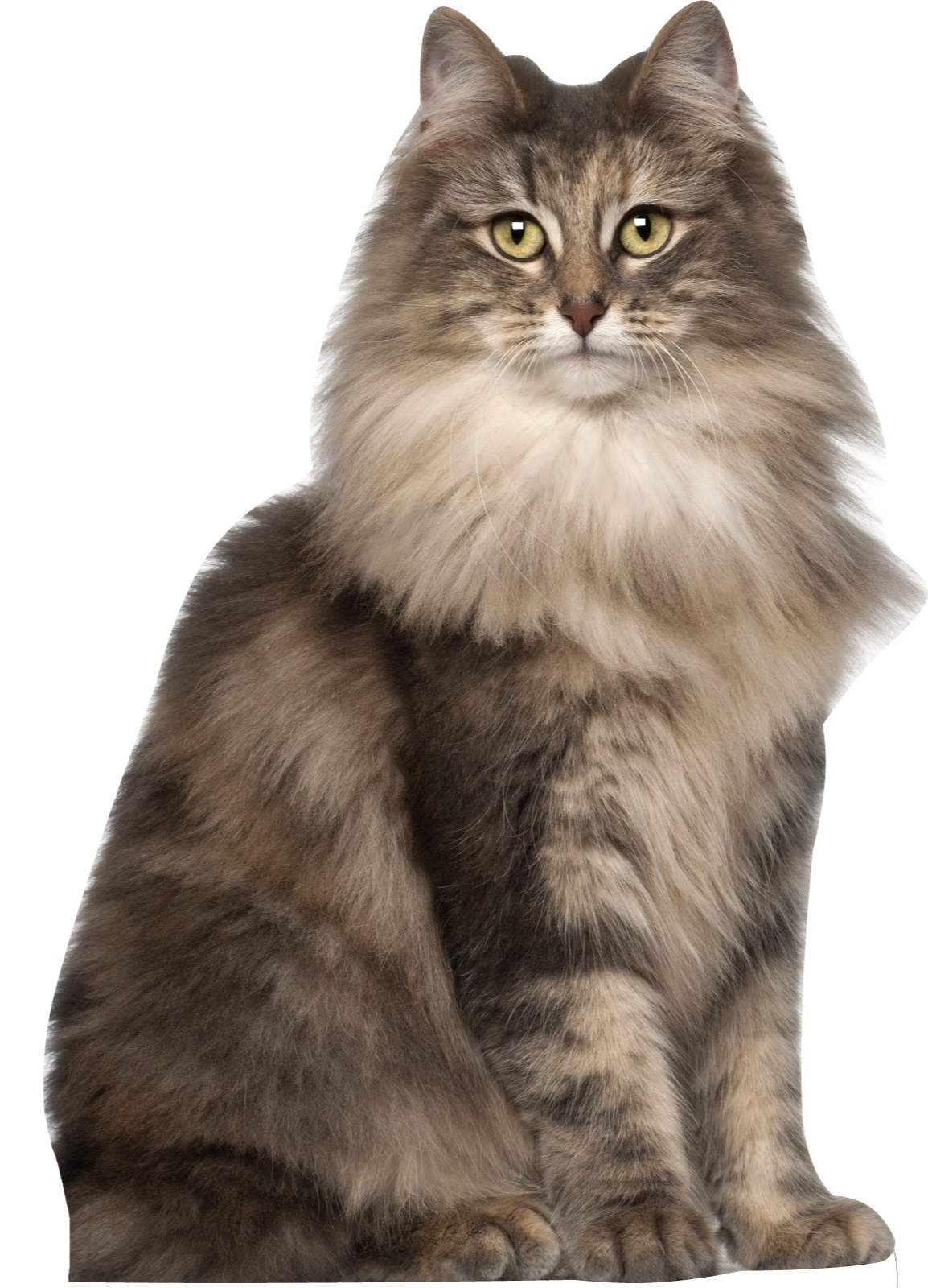 Custom Lifesize Cat Cutout | LifesizeCutouts