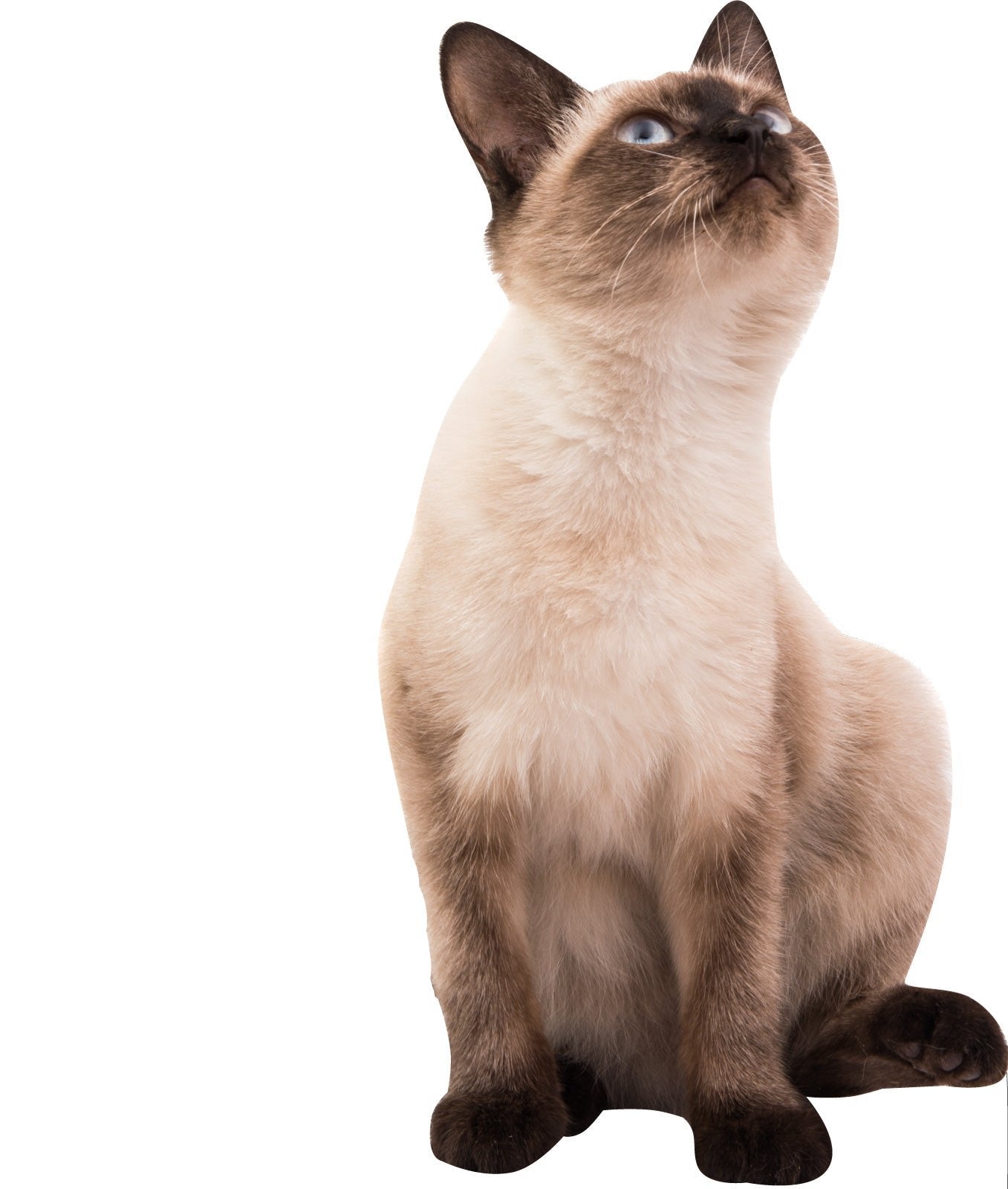 Custom Lifesize Cat Cutout - FREE Delivery* | LifesizeCutouts