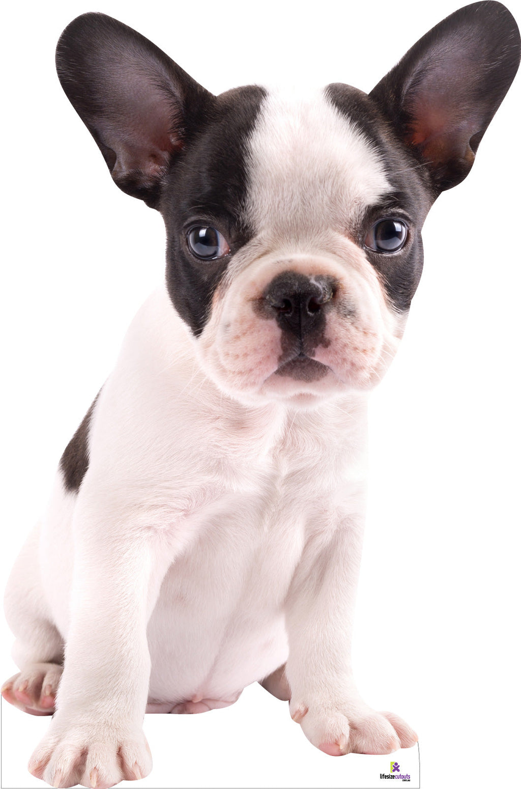 Custom Lifesize Dog Cutout - Small - Front - FREE Delivery ...