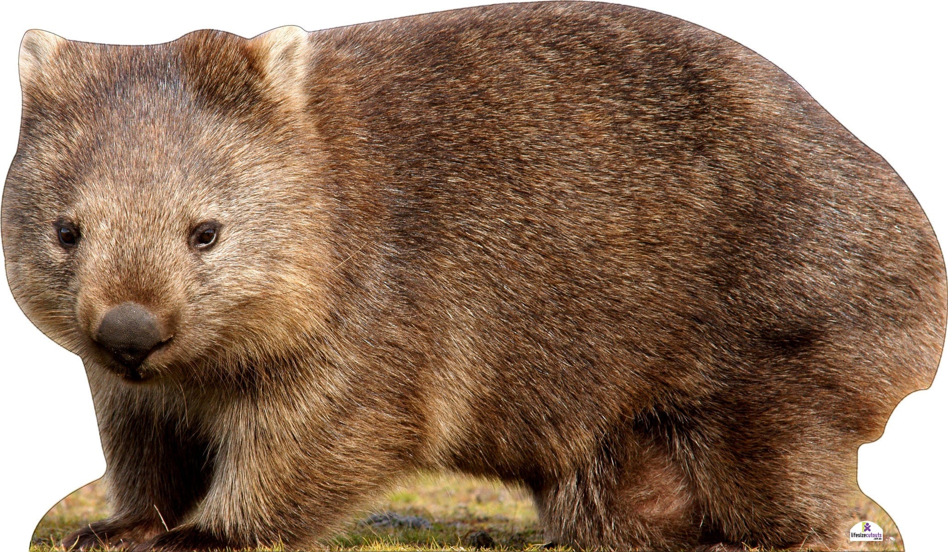 Australian Props - Order Australian Party Props Online | LifesizeCutouts