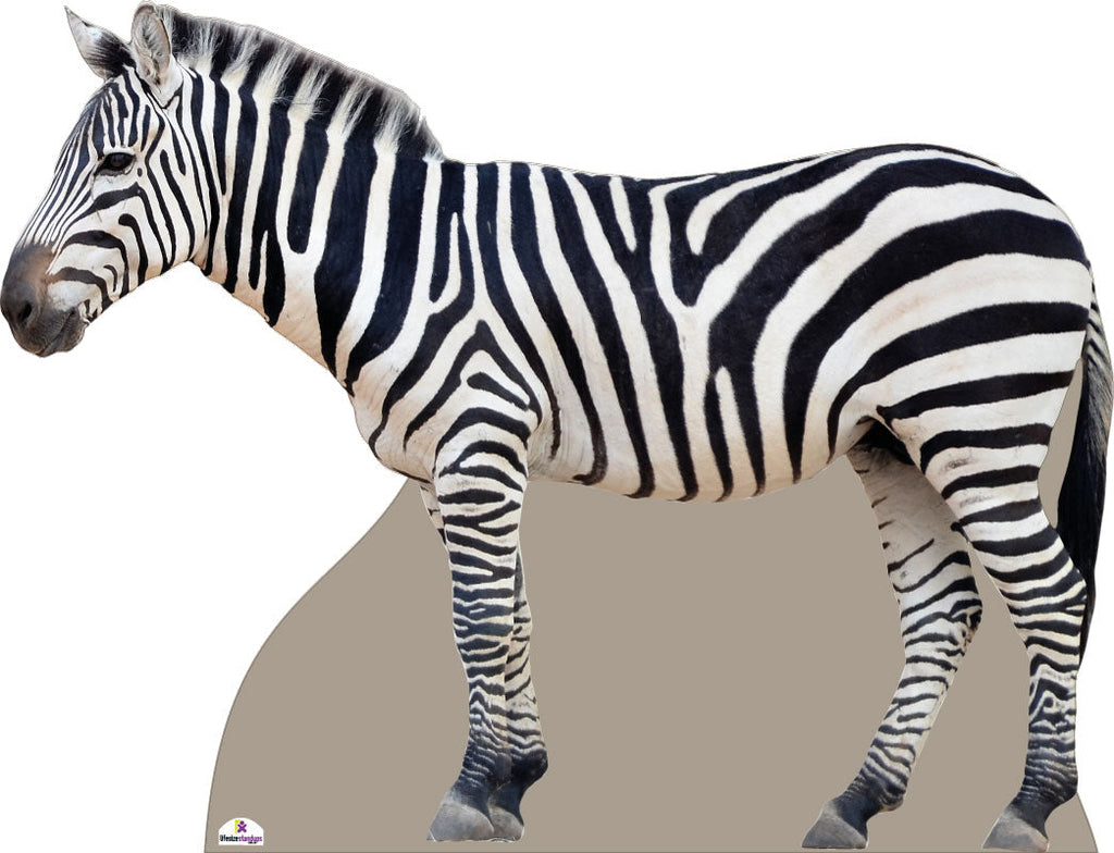 Zebra Cardboard Cutout - Side On | LifesizeCutouts
